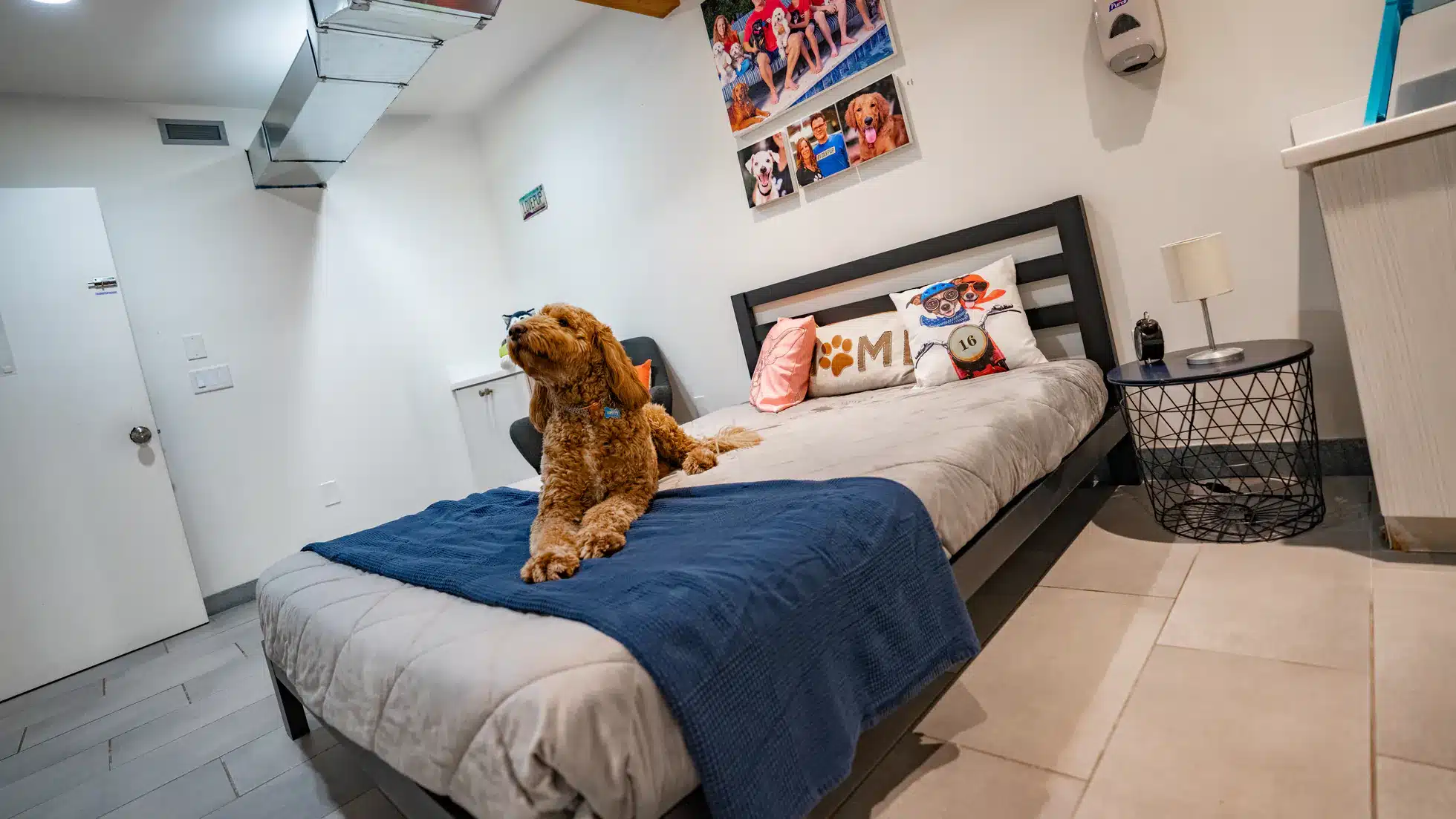 Dog Boarding | Dog Hotel | Pet Resort | DPet Hotels Austin, TX